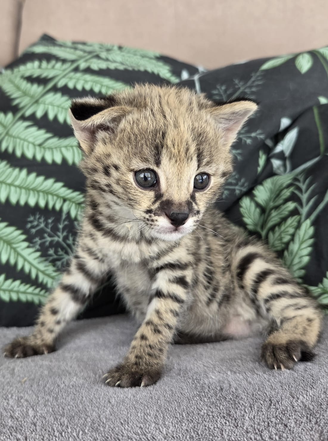 F2 Savannah Cat F1 And F2 Savannah Kittens For Sale Florida