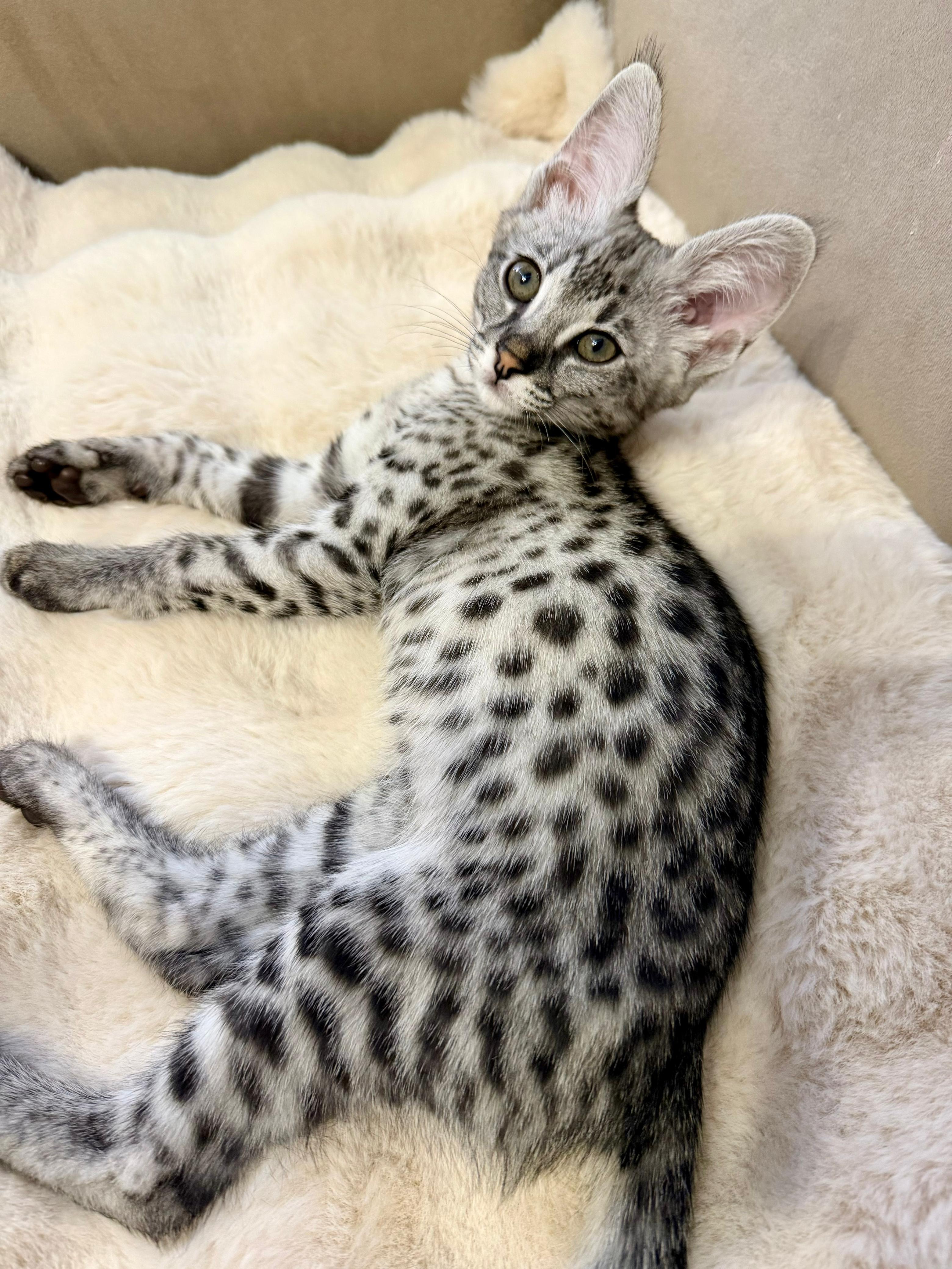 F2 Savannah Cat - F1 & F2 Savannah Kittens For Sale | Florida ...