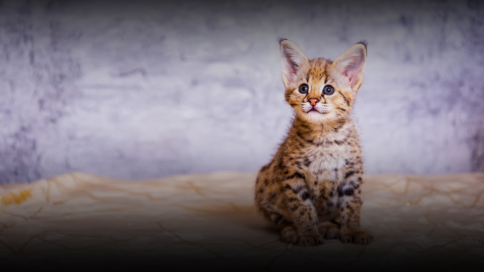 Savannah Cat Care Guide — Diet, Raw Food, Enrichment & Health